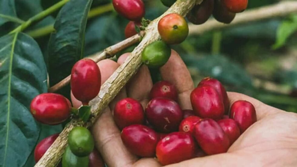 Café Pacamara: La variedad gigante de centroamérica - deliciosocafe.com